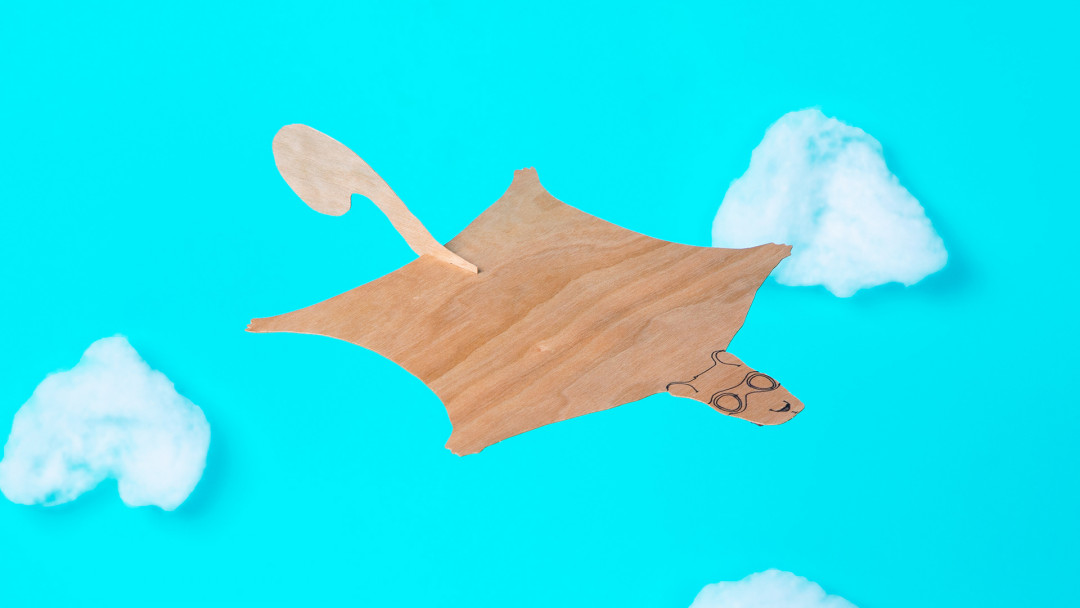 STEAM: Make a Flying Squirrel Glider by Jamie Hudson - Creativebug